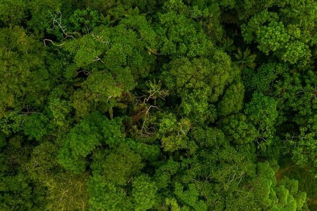PKKPR Kawasan Hutan: Definisi, Syarat, dan Prosedur di OSS RBA - Prolegal